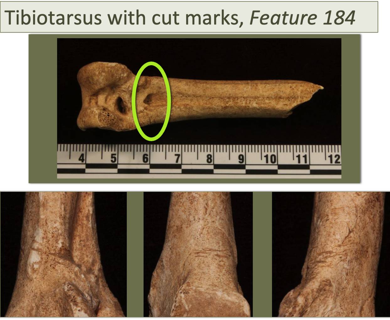 When Were Turkeys Domesticated? - Backyard Poultry